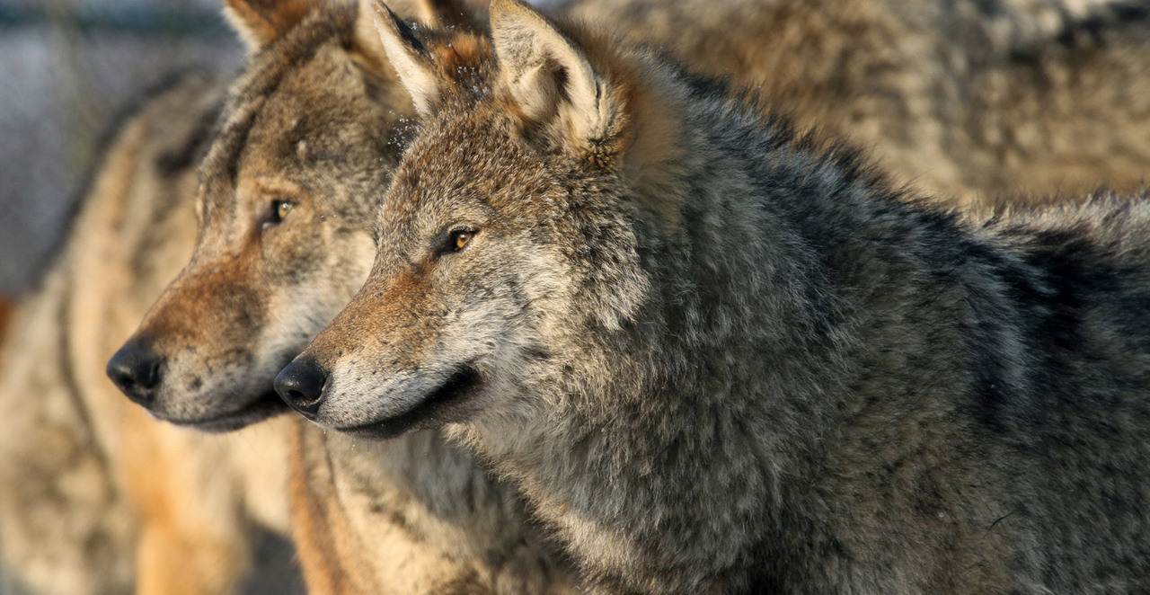 Northern Rocky Mountain wolves need Endangered Species Act protections