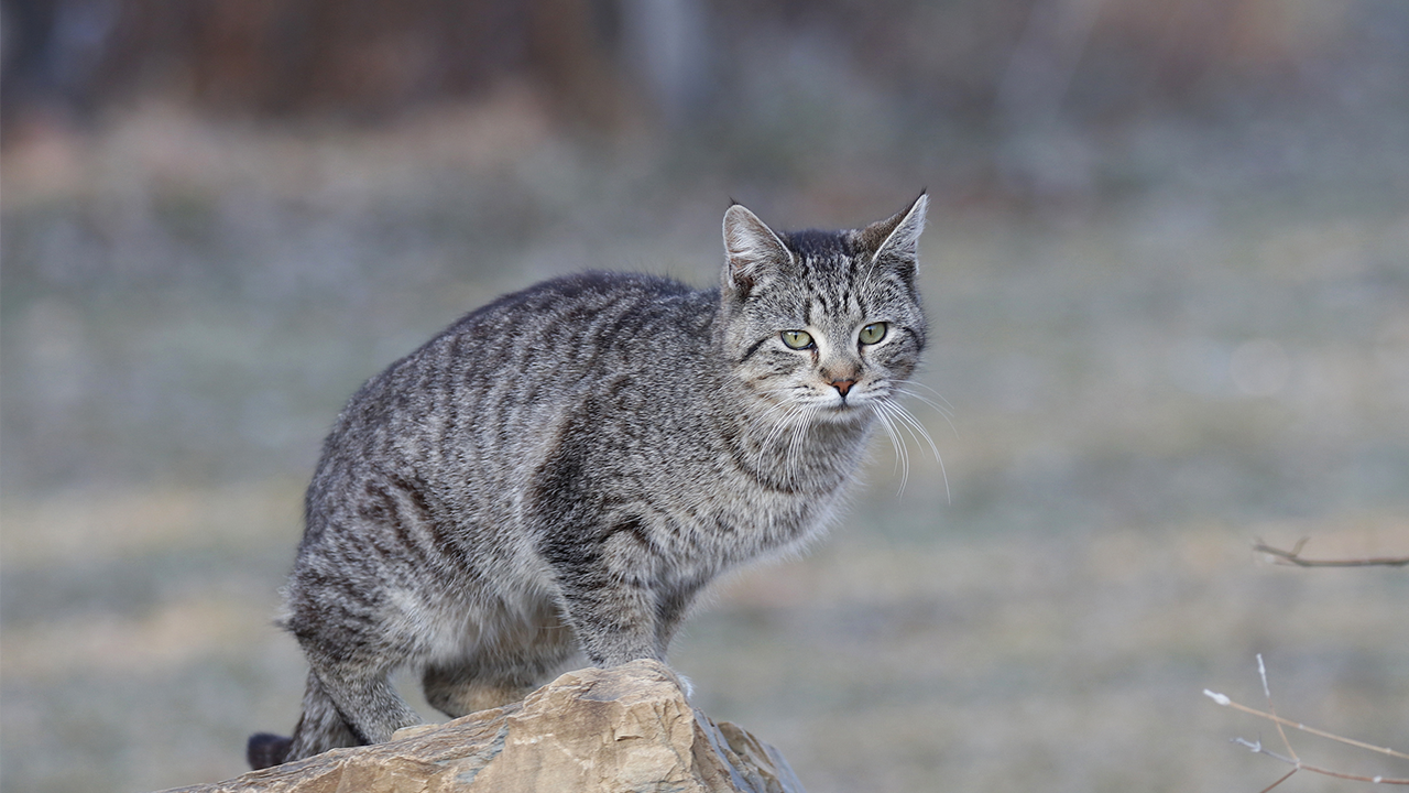 Texas Residents: Trap-Neuter-Return for Cats is at Risk in Texas