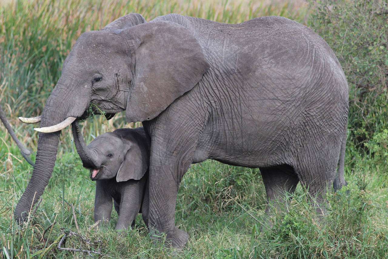 Send a tweet or email to keep elephants protected